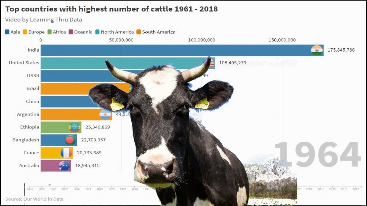 Countries with highest cattle count - YouTube