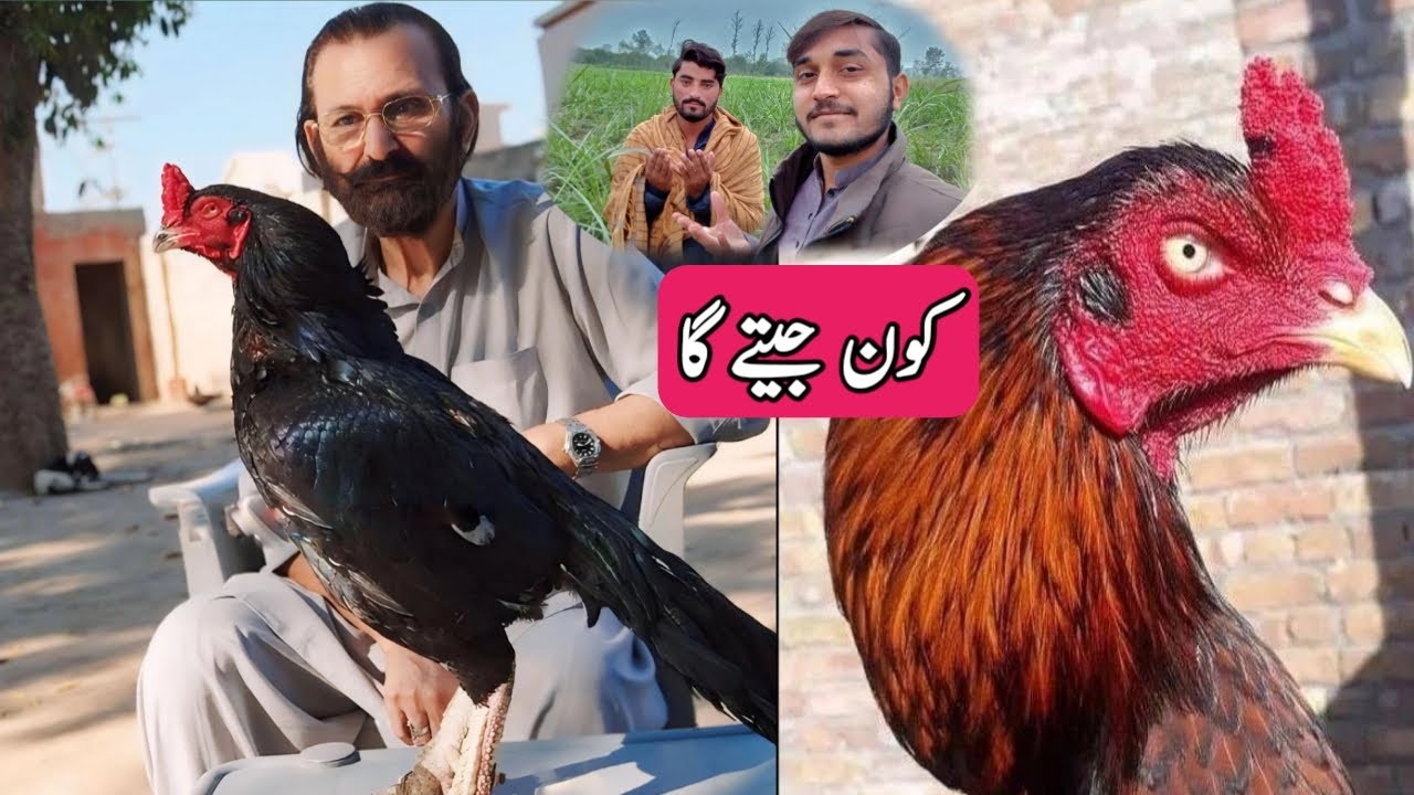 Pakistani Aseel Murga Baazi 2024 || Lakha Or Black Murge Ka Mukabla ...