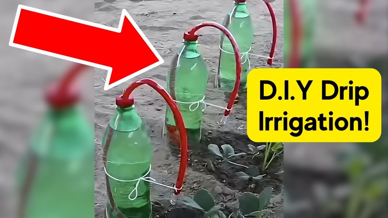 Homemade Drip Irrigation System: Save Water and Grow More! - YouTube
