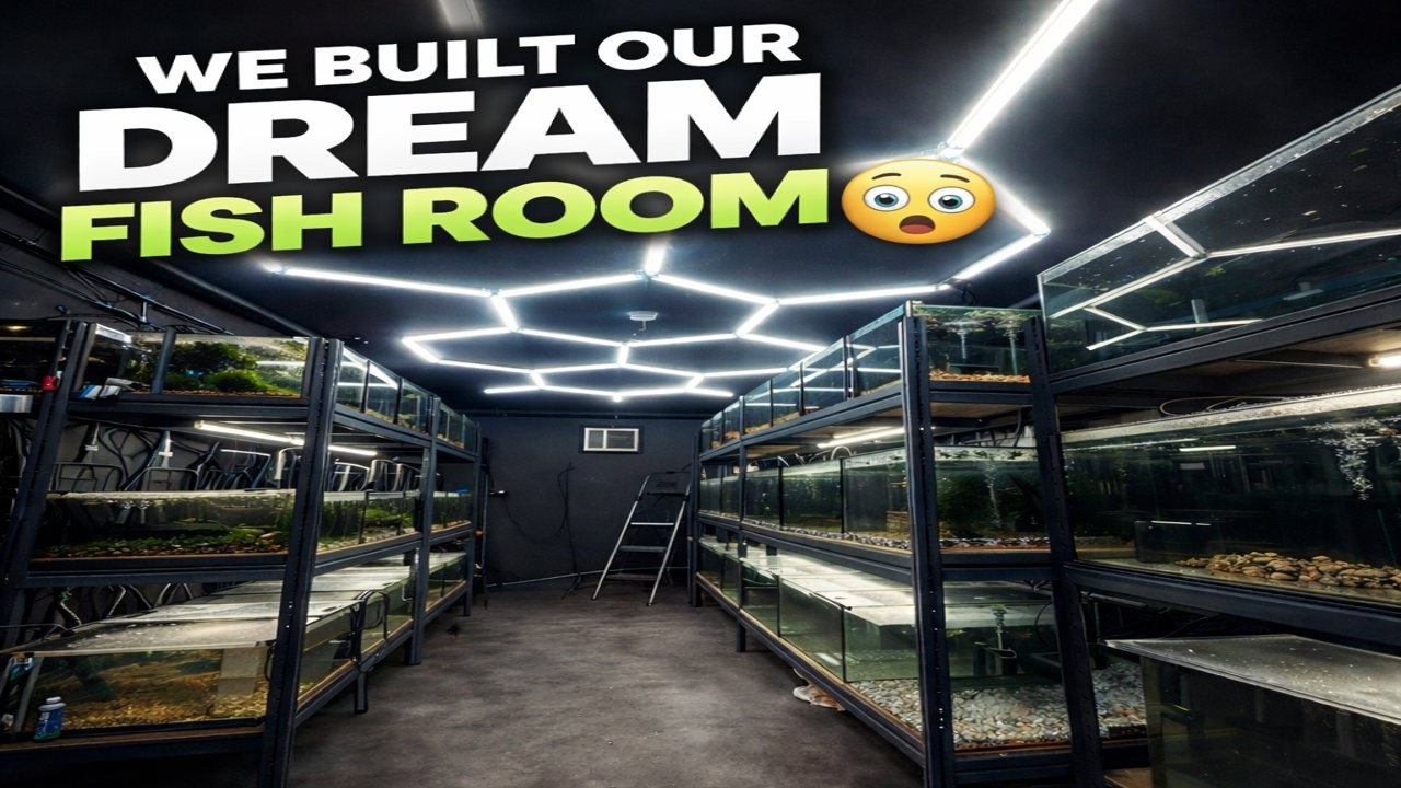 From Garage to DREAM FISH ROOM 🐟 Full Build Reveal! - YouTube
