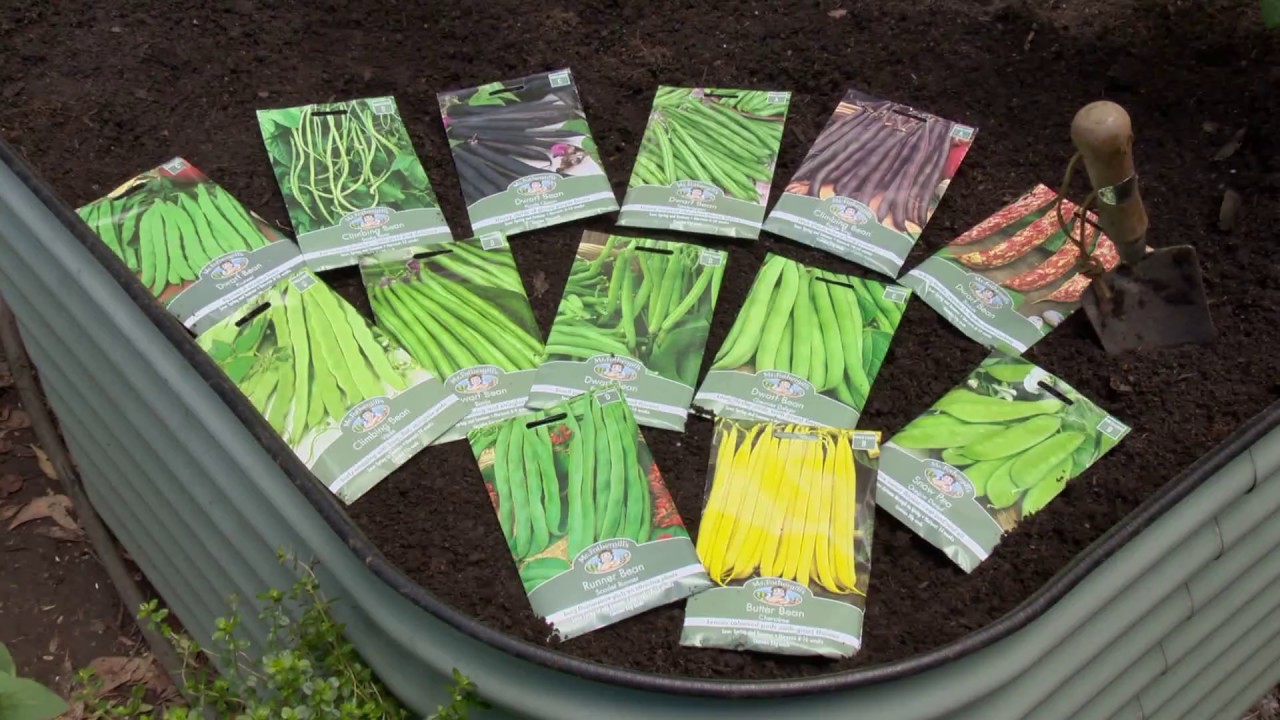 Getting Dirty with Milton: Growing Peas and Beans - YouTube