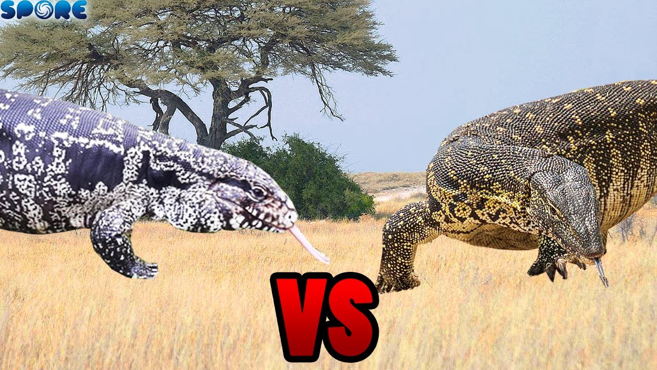 Argus Monitor Vs Nile Monitor at Tyler Mcintyre blog