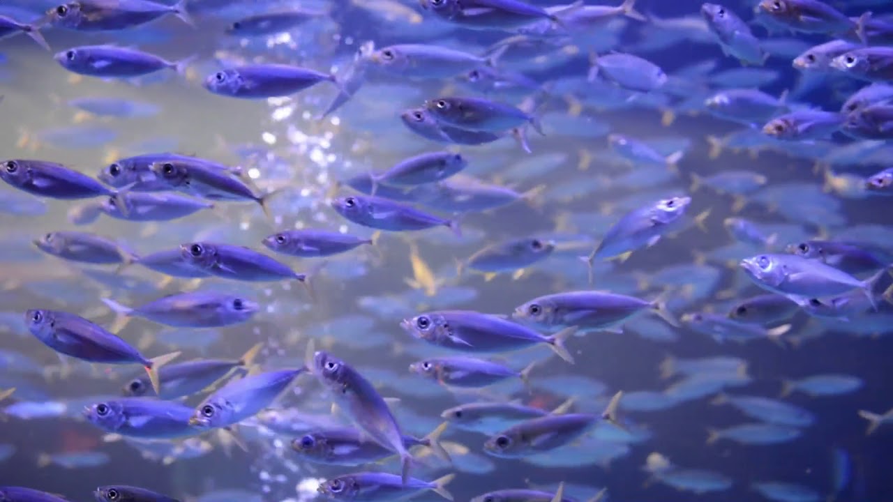 Aquarium fish - Free Stock Footage HD - YouTube