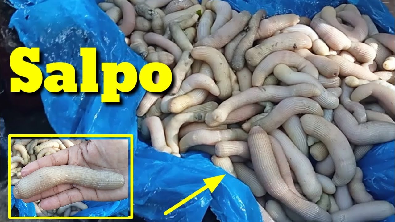 V279 - Pangunguha ng Saypo( Sasing ) at Balat Pisot( Sea Cucumber ...