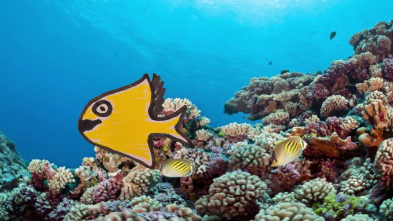 Do Goldfish Have a Three Second Memory? - YouTube