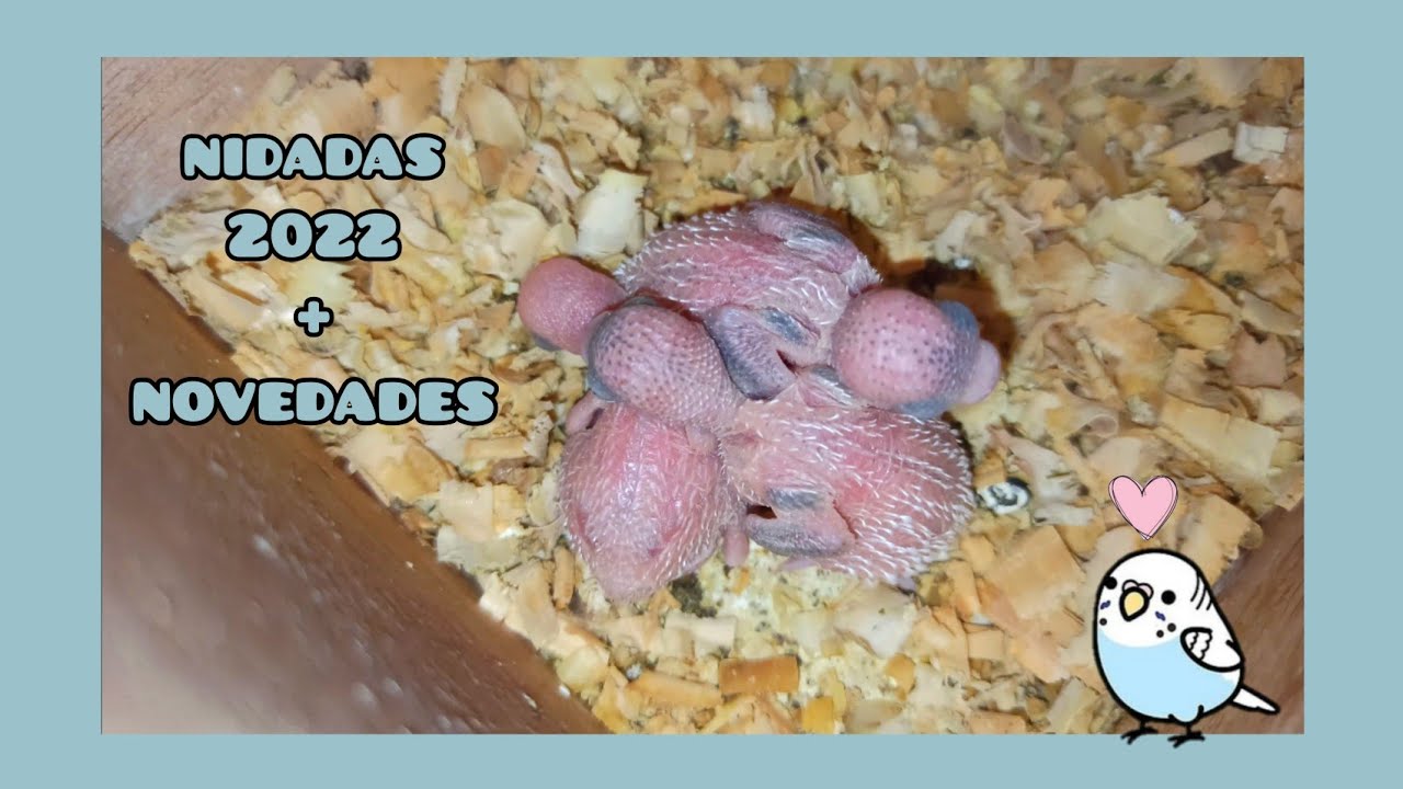 Bebés de mis periquitas | Temporada 1 | Cría | Periquitos Australianos ...