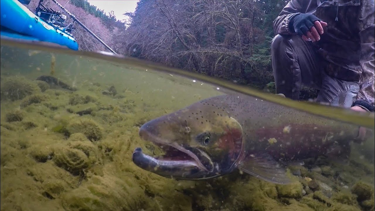 Trophy Steelhead on the Olympic Peninsula - YouTube