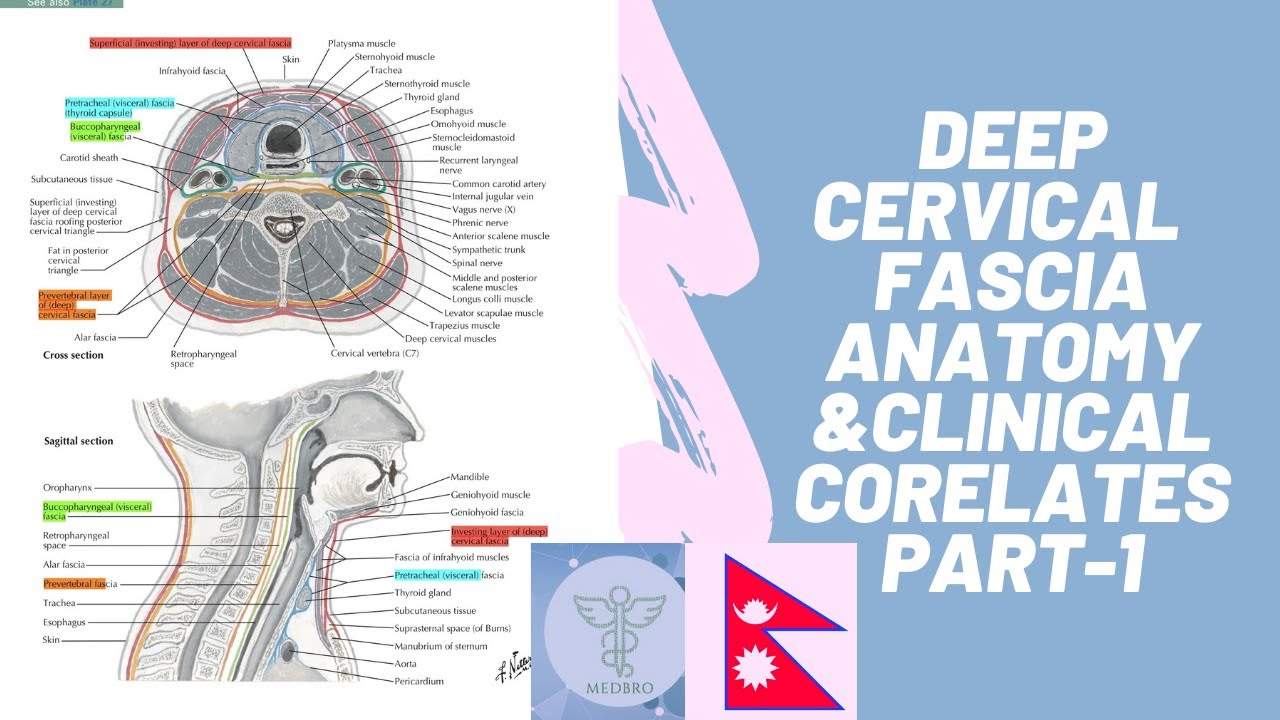 Anatomy-Deep cervical Fascia Part-1 - YouTube