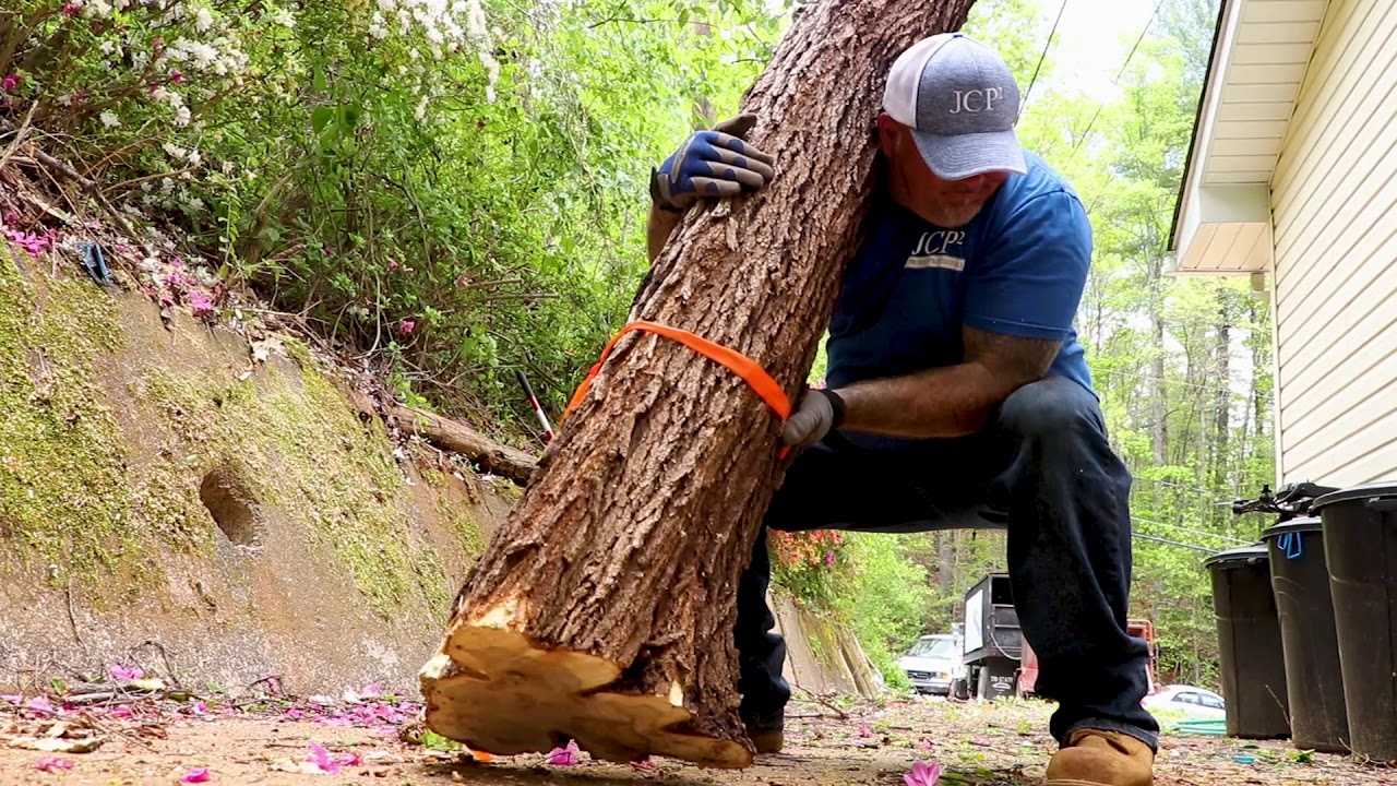 That Was One Awesome Tree Falling - YouTube