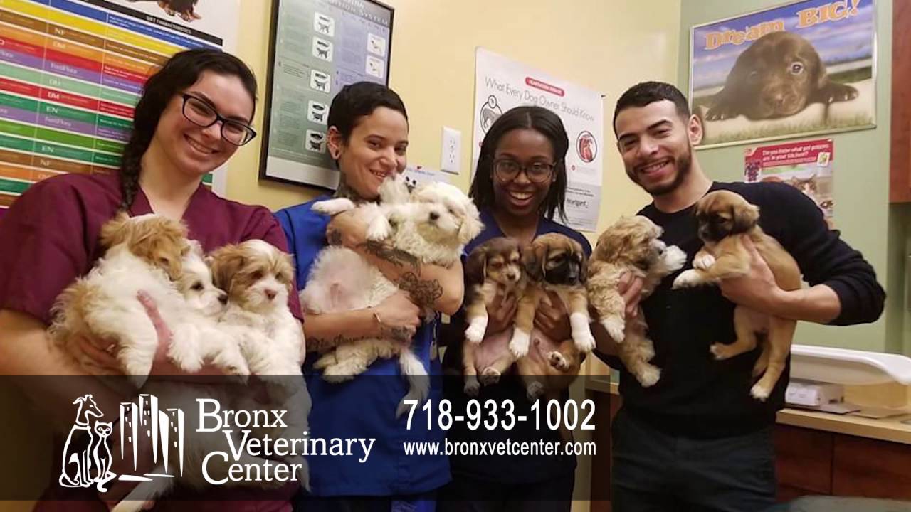 Bronx Veterinary Center - English - YouTube