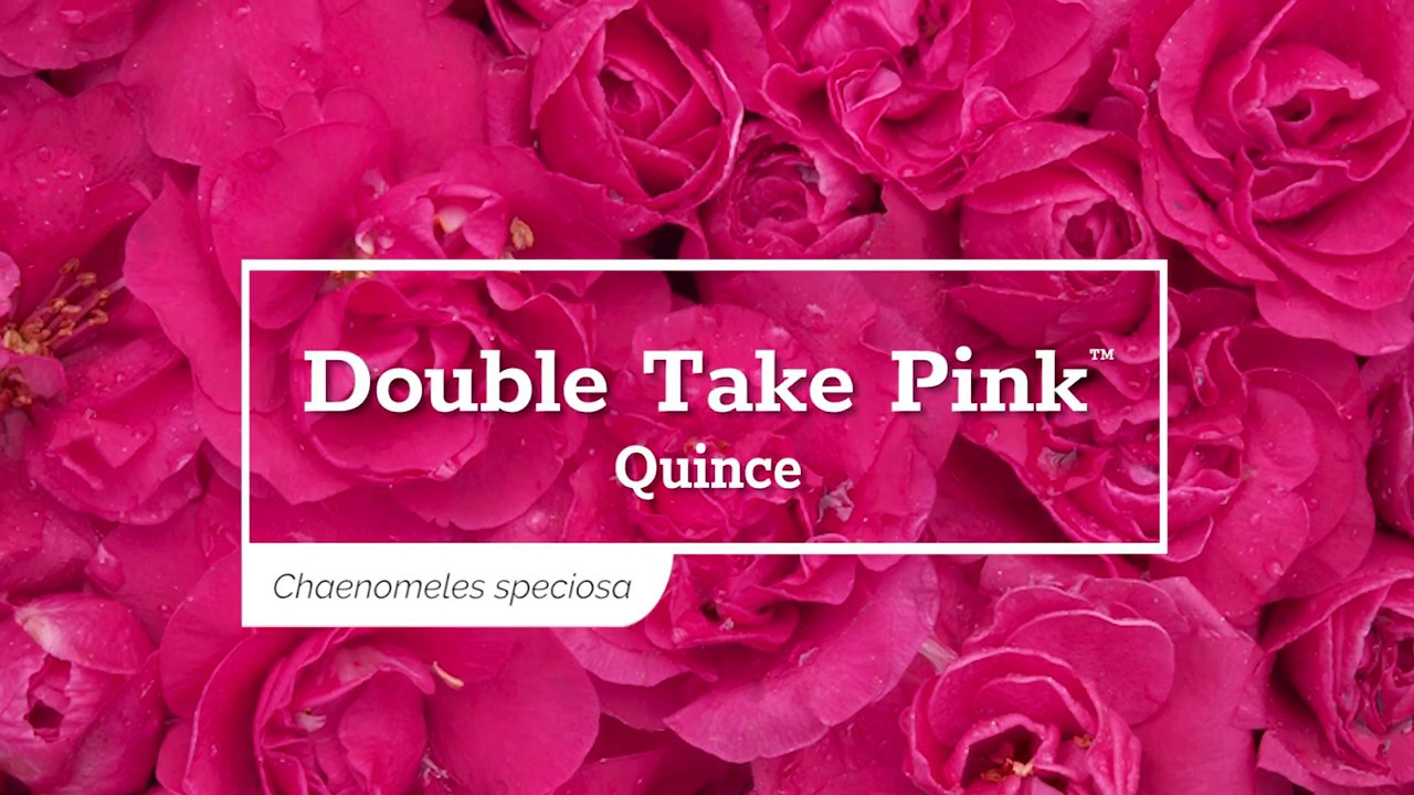 30 Seconds with Double Take Pink™ Quince - YouTube