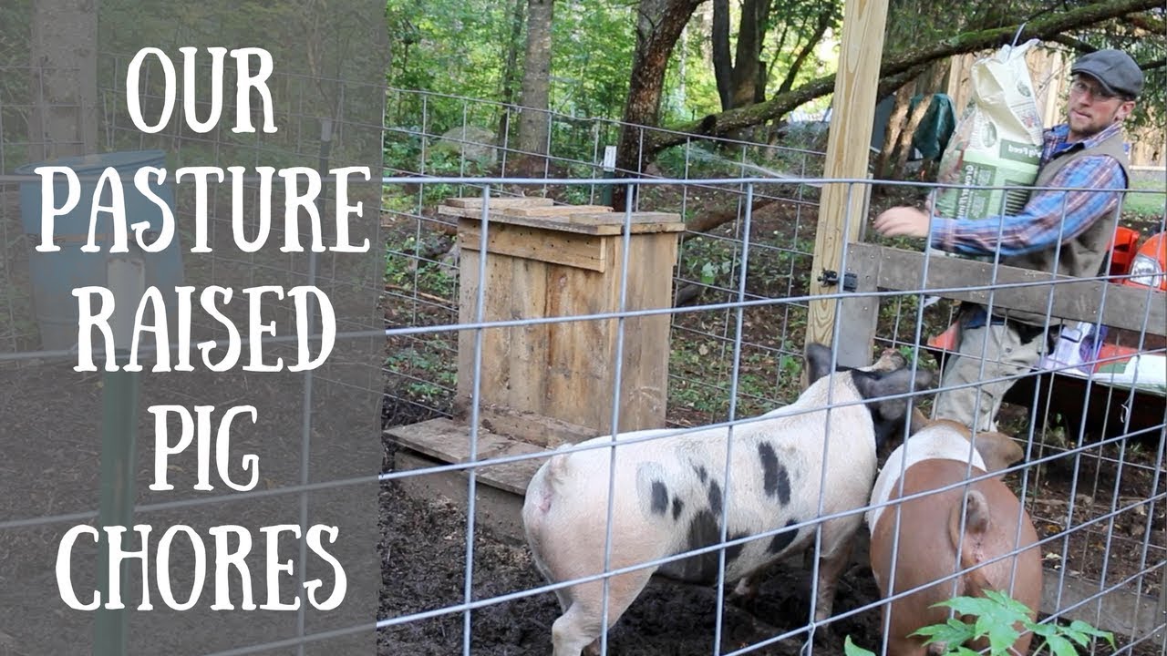 Happy Pigs Make Great Tasting Pasture Raised BACON! - YouTube