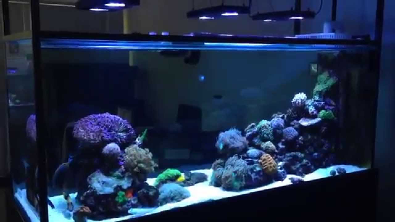 6ft marine tank update 2 - YouTube