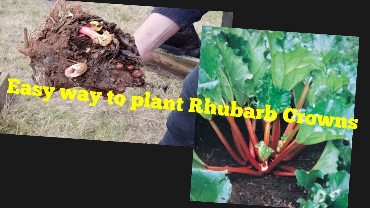 Planting Rhubarb Crowns in Raised beds! - YouTube