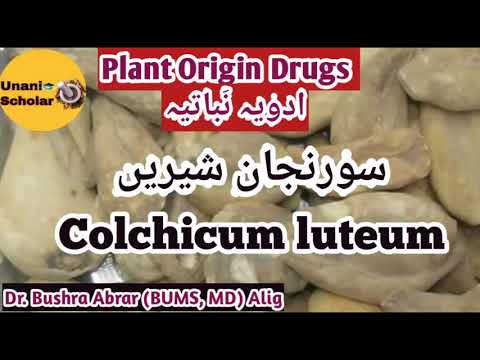 Suranjan shereen / سورنجان شیریں, Colchicum luteum, Plant Origin Drug ...
