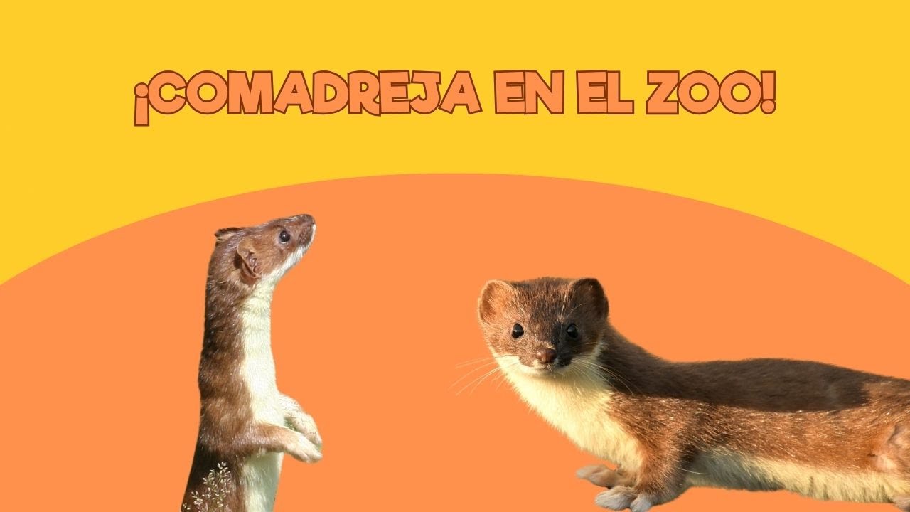 Comadreja Menor It's Time For A Festive Countdown Till The New Year!