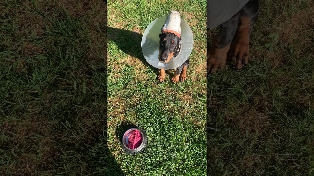 Dobermann puppy eating raw food ( very aggressive ) - YouTube