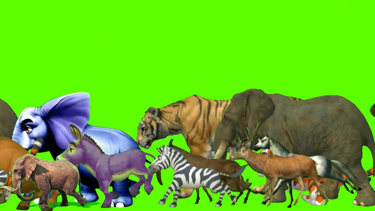 Animals stampede green screen | Animals green screen | Stampede animal ...