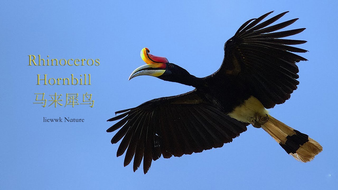 slow motion hornbill flying across forest .. Rhinoceros Hornbill, 马来犀鸟 ...
