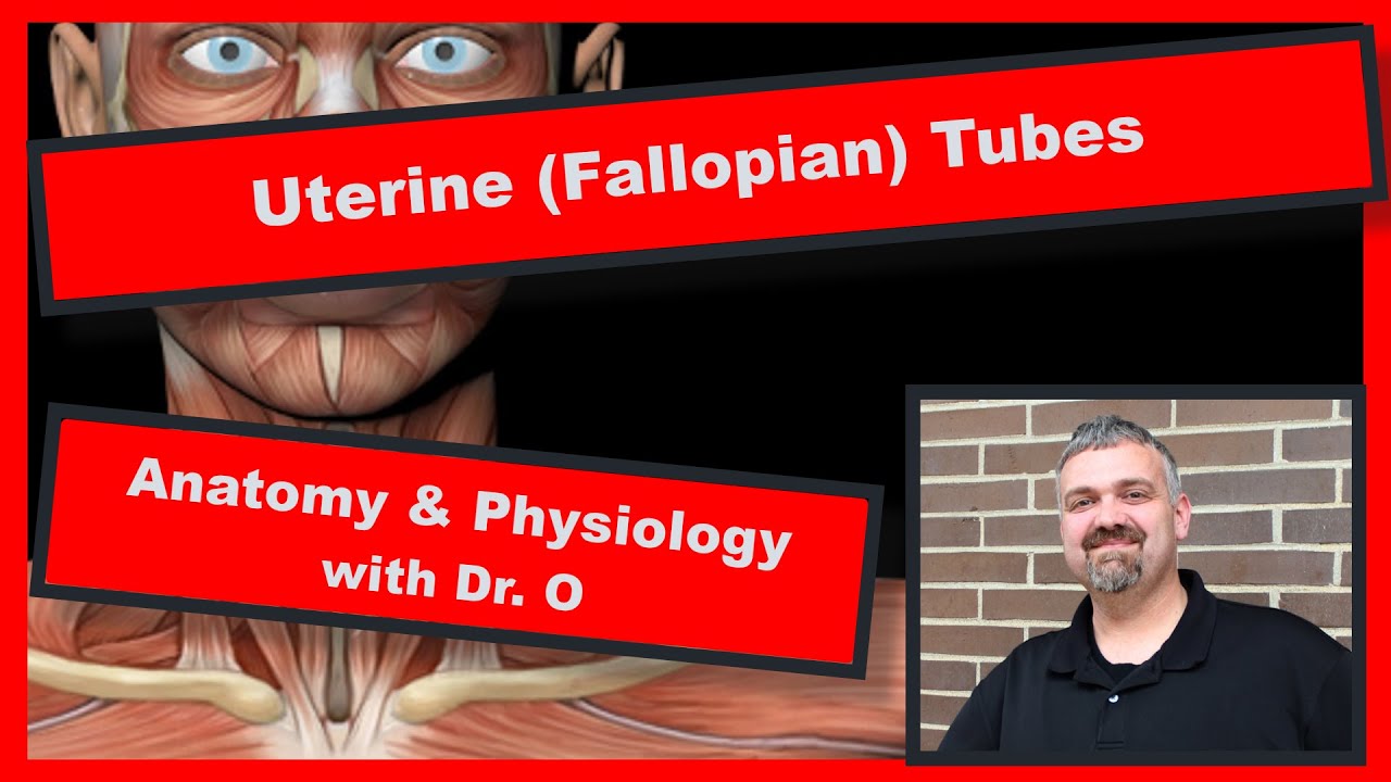Uterine (Fallopian) Tubes: Anatomy and Physiology - YouTube