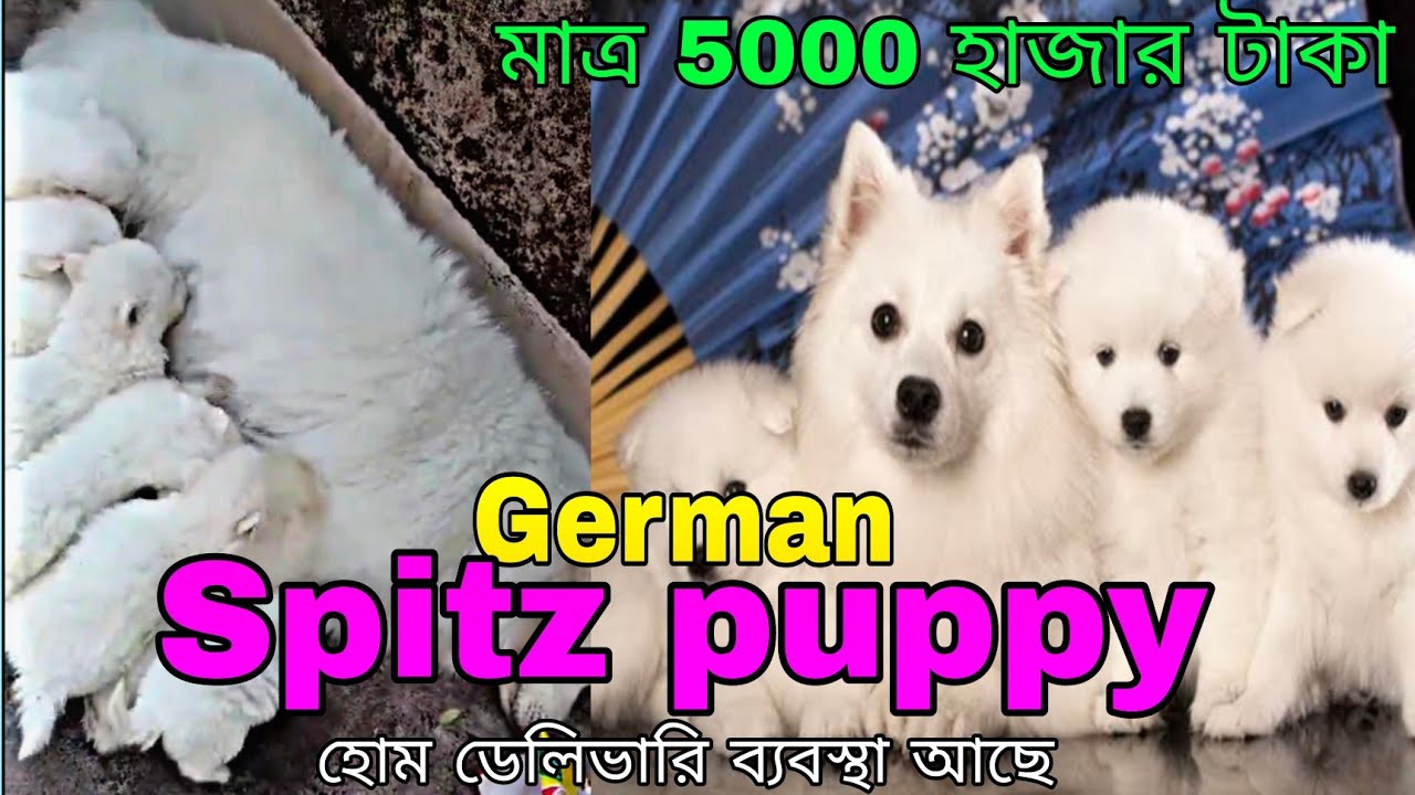 Home breed German spitz dog puppy sale in Kolkata | very cheap price ...
