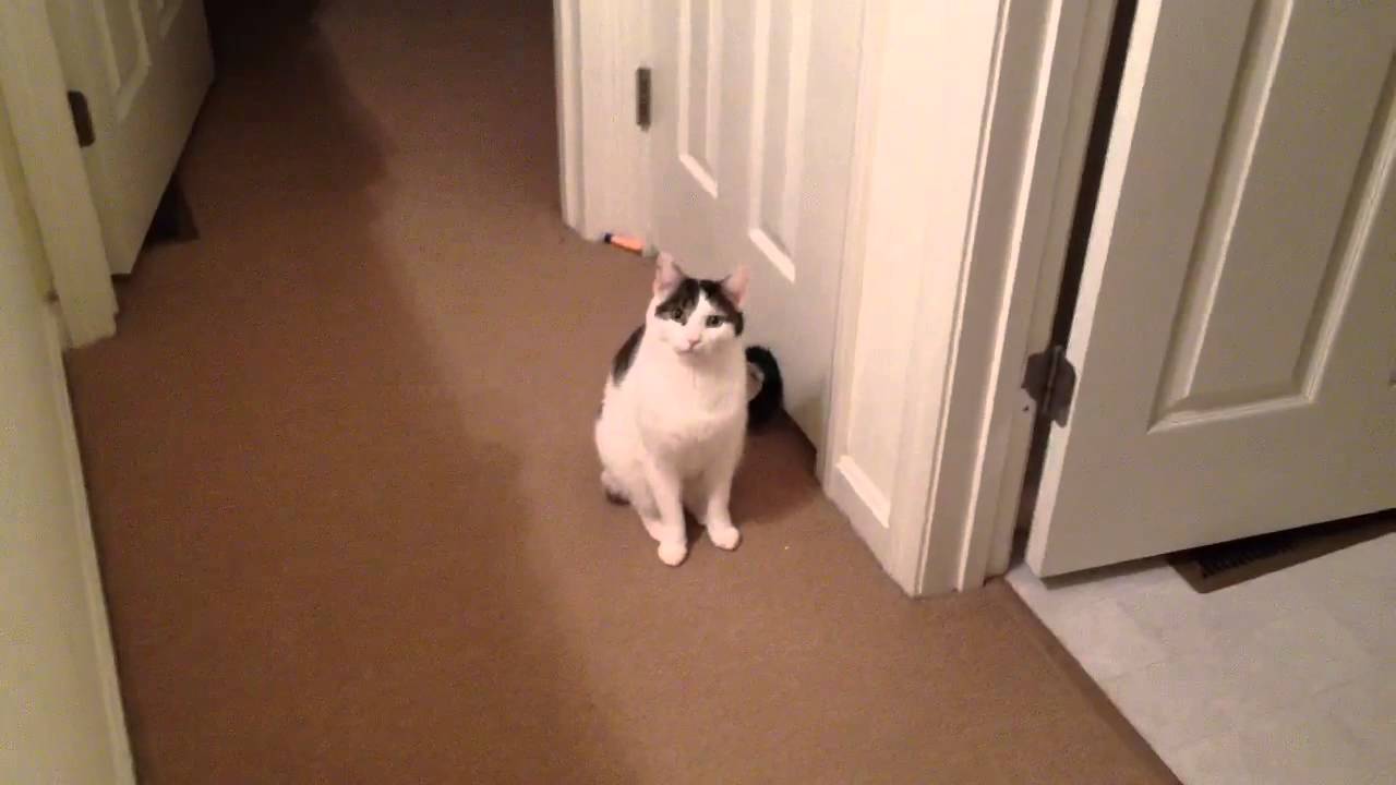 Cat Explosion - YouTube