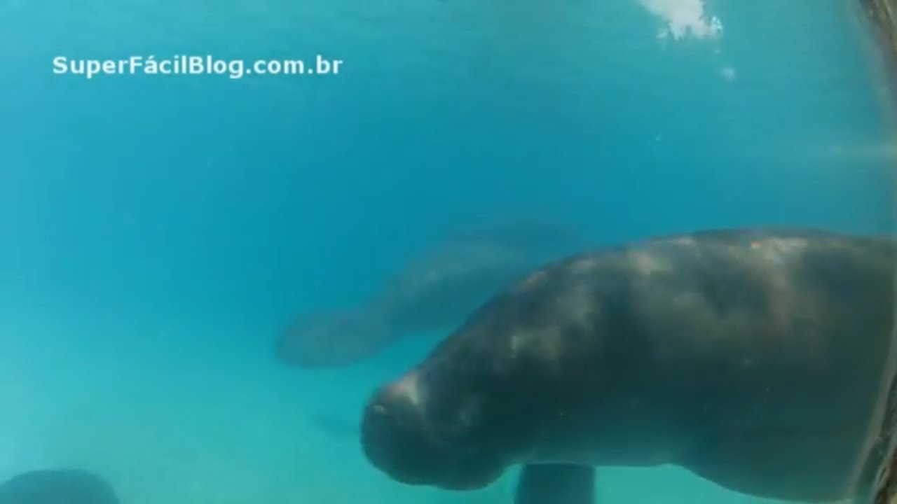 Peixe Boi INPA Manaus - YouTube