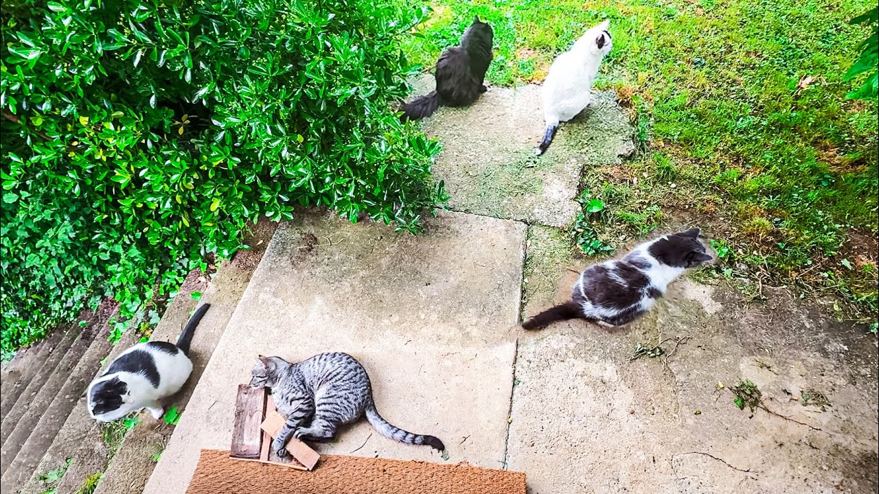 For the First Time Ever: All 5 Cats in One Shot - YouTube