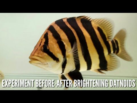 REVIEW AGAR IKAN DATZ (TIGERFISH) MENJADI TERANG DAN CERAH - YouTube