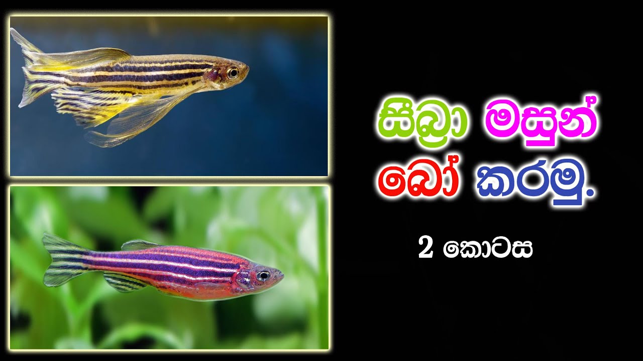 Parisaraya marai, How to Breed Zebra fish 02 - YouTube