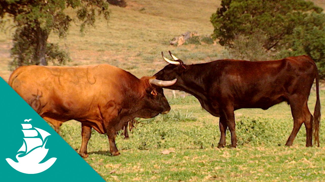 El Toro Amigo - ¡Ahora en Alta Calidad! (Documental Completo) - YouTube