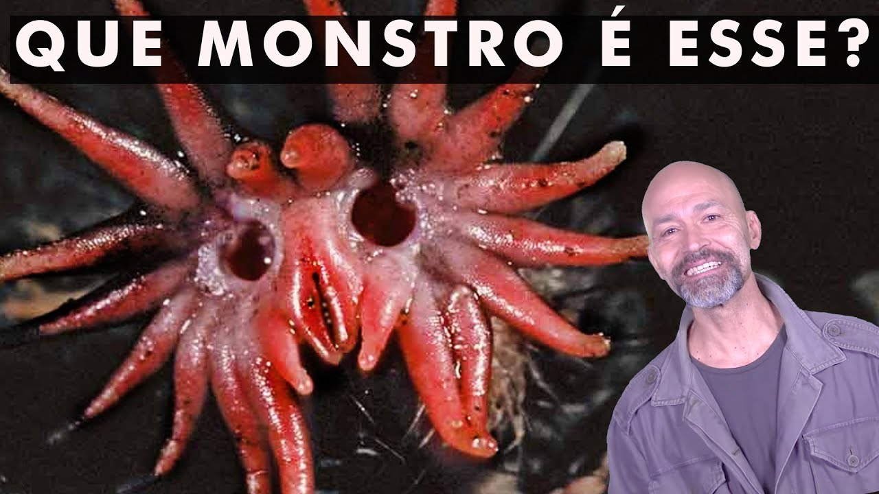 7 animais mais feios do mundo - YouTube