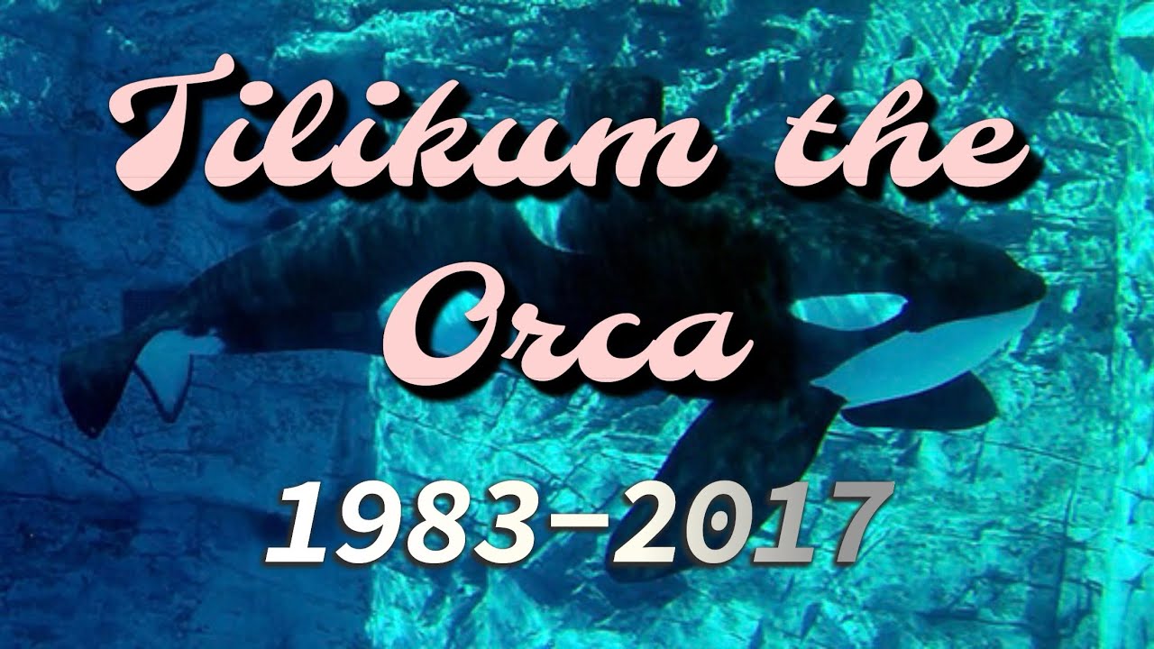 Tilikum the Orca Tribute Two - Iris | (1983-2017) - Orca Marathon Video ...