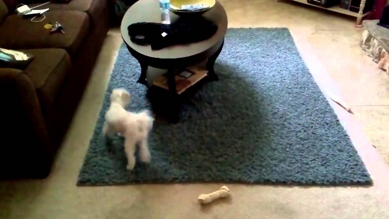 Rat Chasing Dog - YouTube