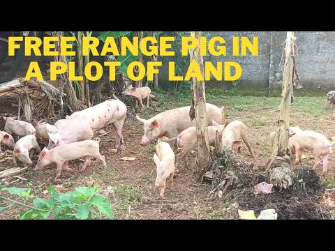 RAISING PIGS IN A PLOT OF LAND (FREE RANGE METHOD) - YouTube