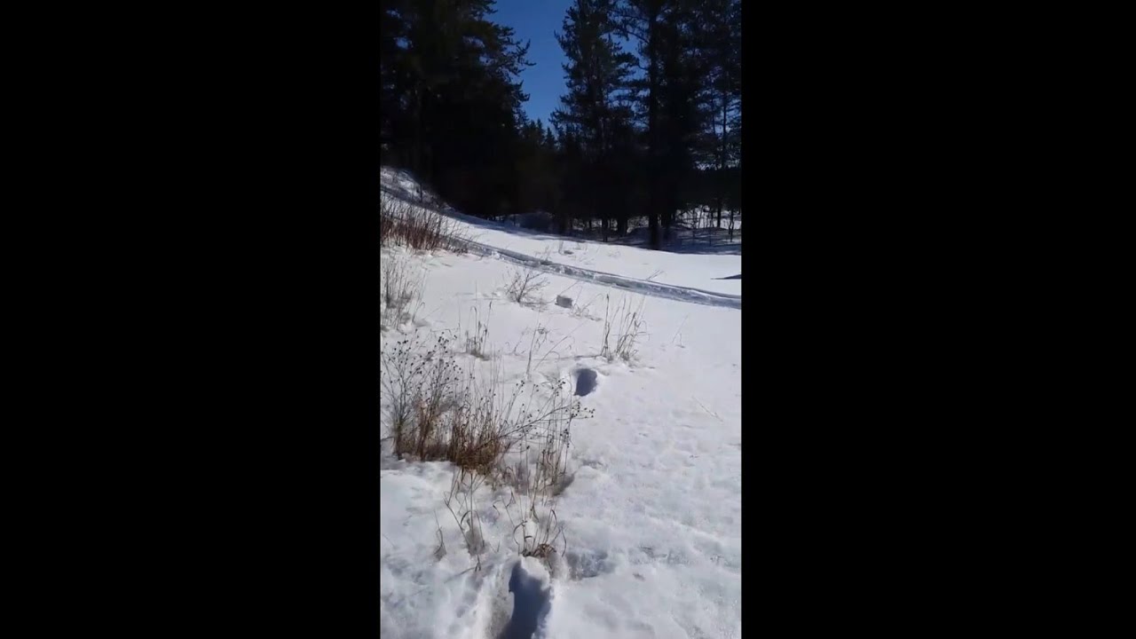 New video Of Sasquatch Tracks In The Snow (MN) - YouTube