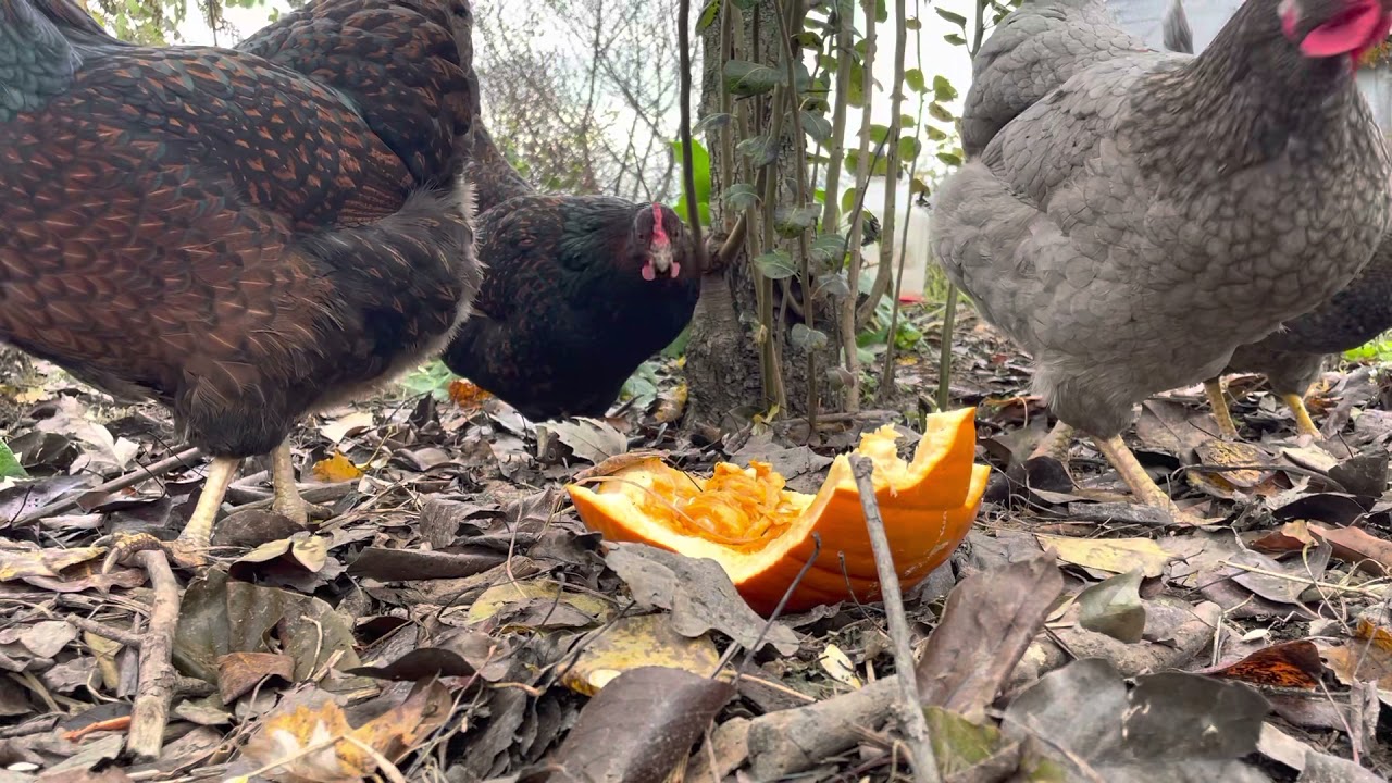 Young hens discover they enjoy pumpkin! (1.5min) - YouTube