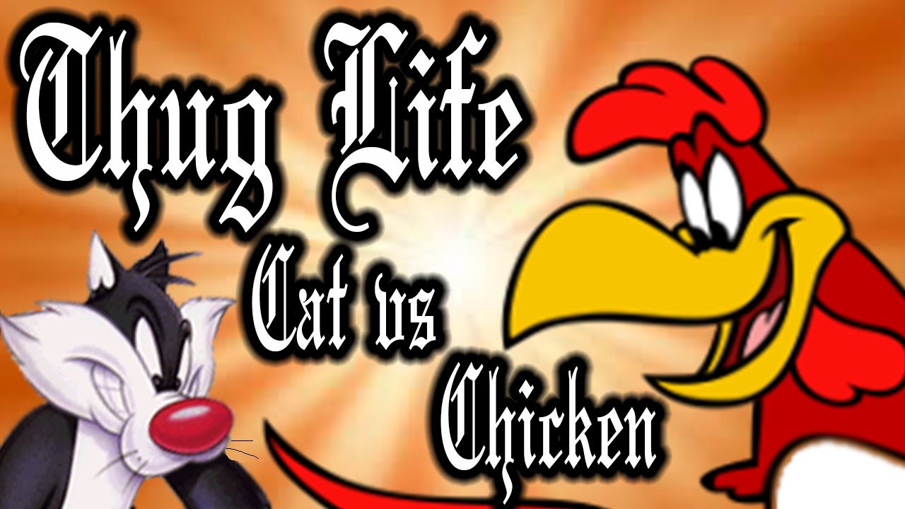 Thug Life Cat Vs Chicken - YouTube