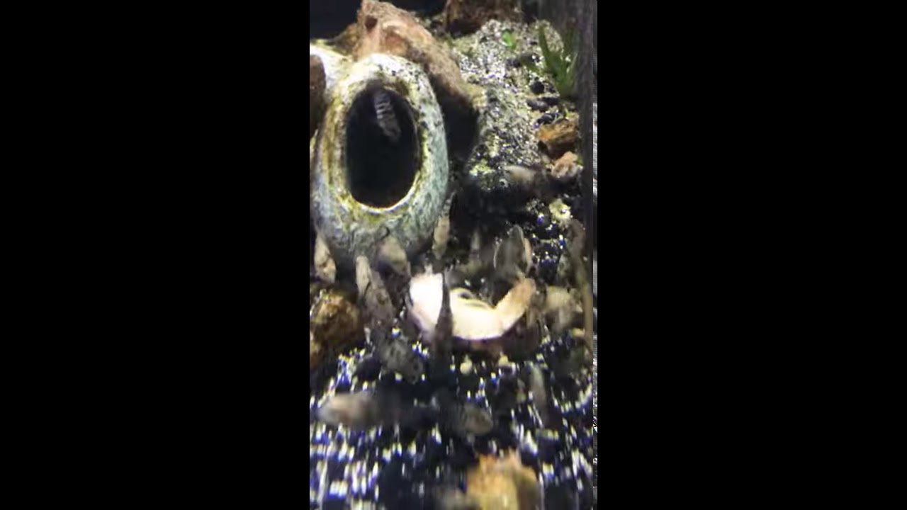 Calico convict cichlid fry swarming shrimp - YouTube