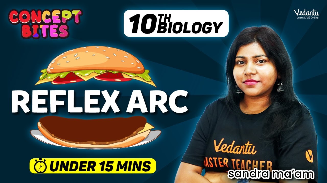 Concept Bites | Reflex Arc | Class 10 | CBSE 2024 | Sandra Ma'am - YouTube