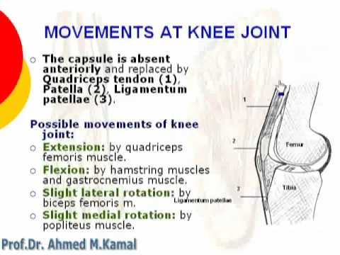 145 Movements at knee joint - YouTube