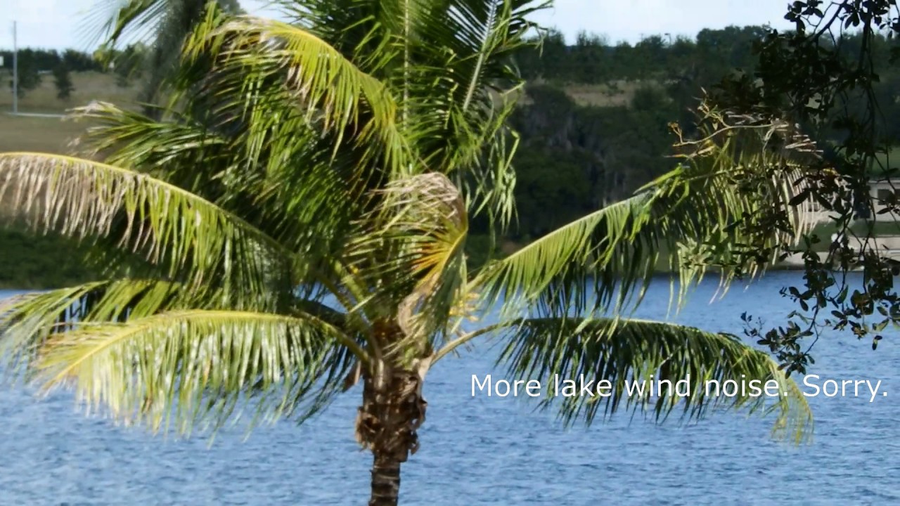 Tropical palms of Lake Placid, Florida - YouTube