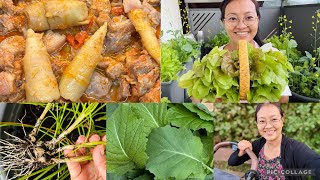 Why I Was ashamed?  Balcony Naga Garden FULL 🪴 Tour| Big Harvest + Pork with Wokha Bamboo Shoots 