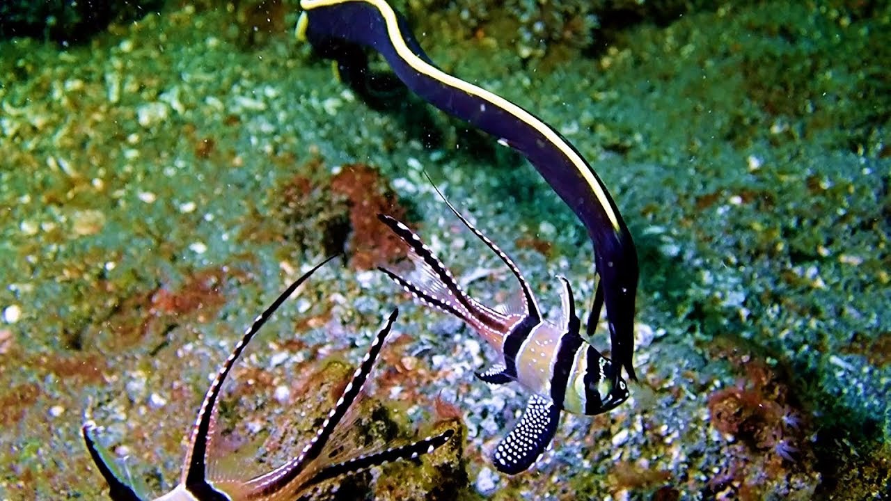 Weird MACRO Critter Muck Diving Highlights Video 3 Lembeh – 3rd Trip ...