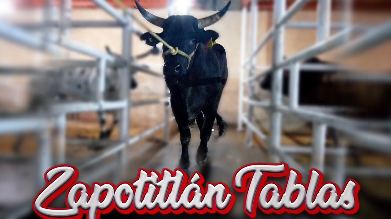 Llegaron LOS TOROS FASCINANTES a dar espectáculo a Zapotitlán Tablas ...