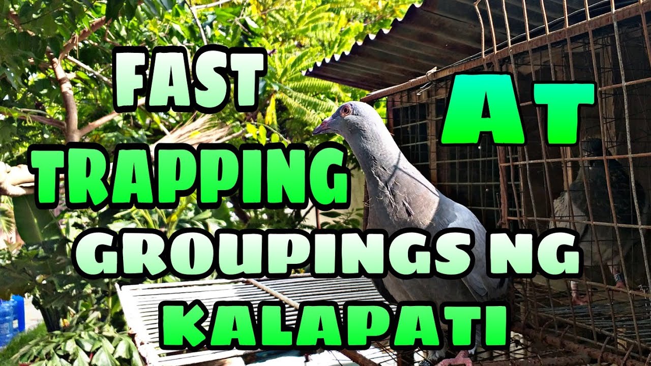 PARAAN PARA TURUAN MAG GROUPINGS ANG KALAPATI AT PAANO MAG FAST ...