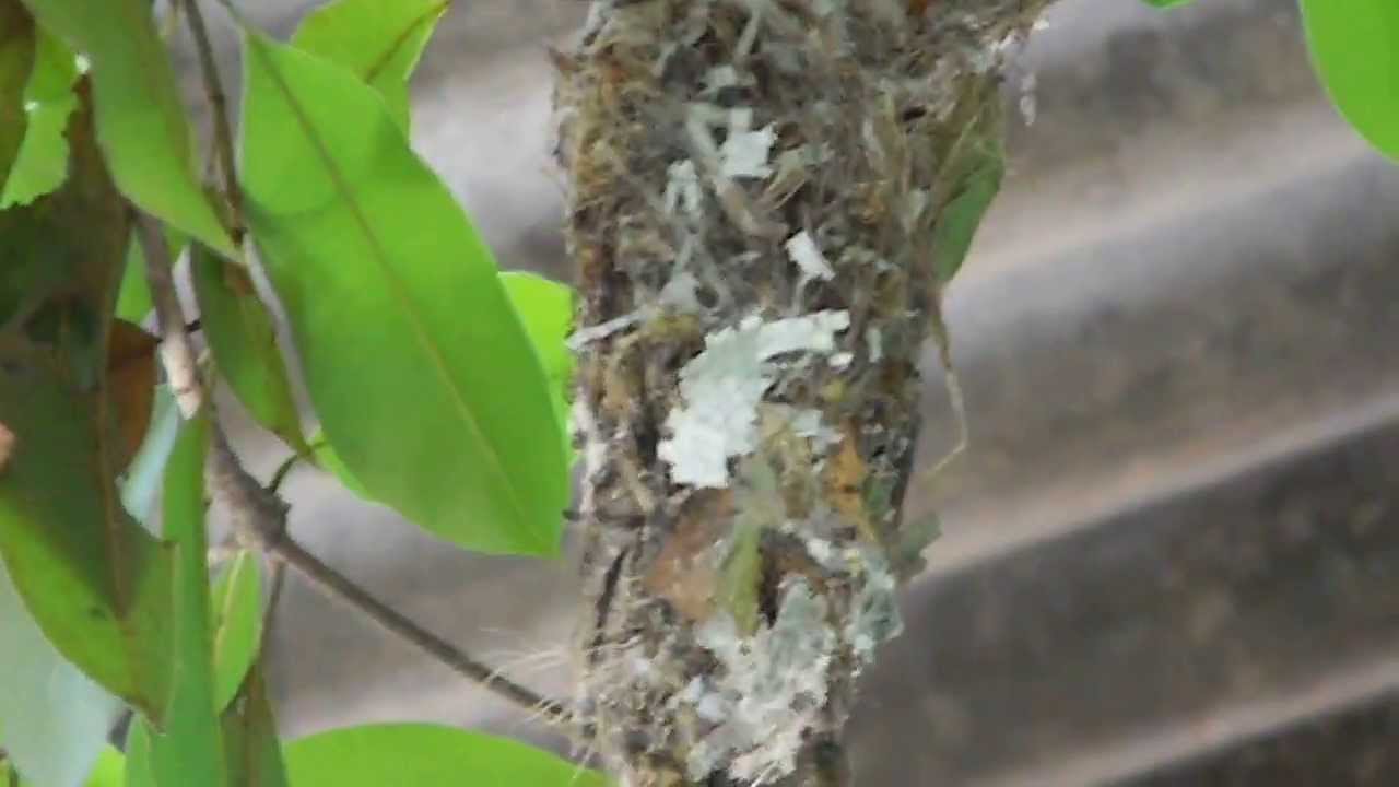 Sunbird/Hummingbird in the Philippines - YouTube