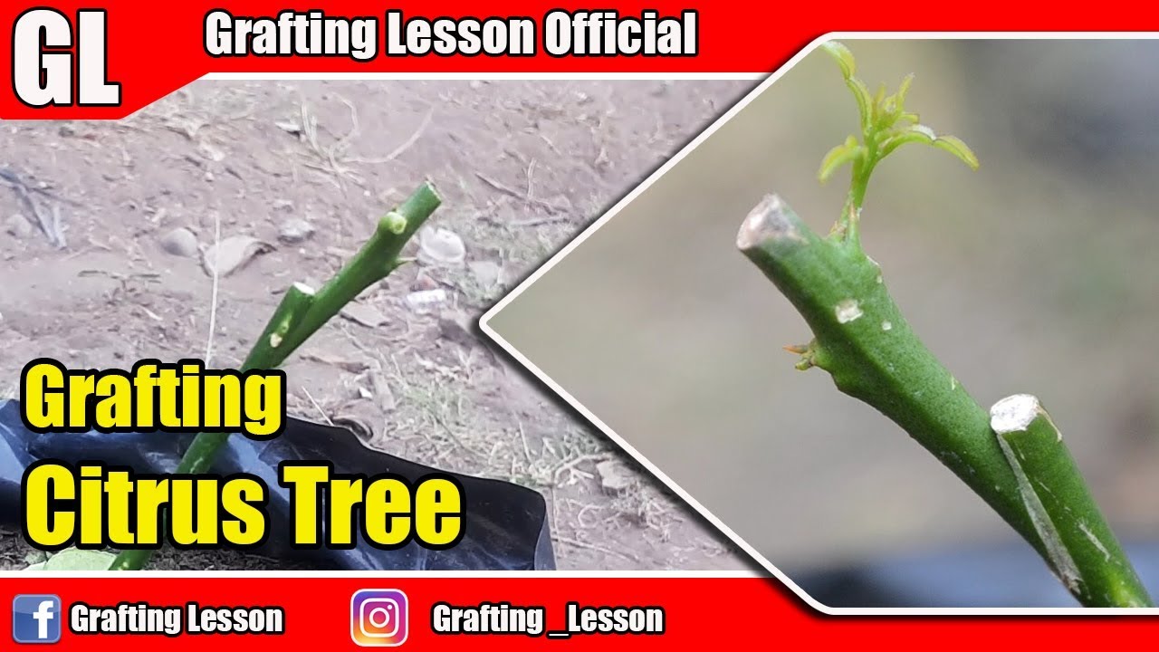 Single Bud Grafting Citrus Tree Grafting Lesson - YouTube