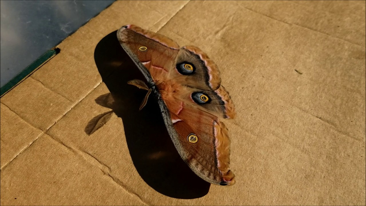Polyphemus Moth Flying In Slow Motion - YouTube
