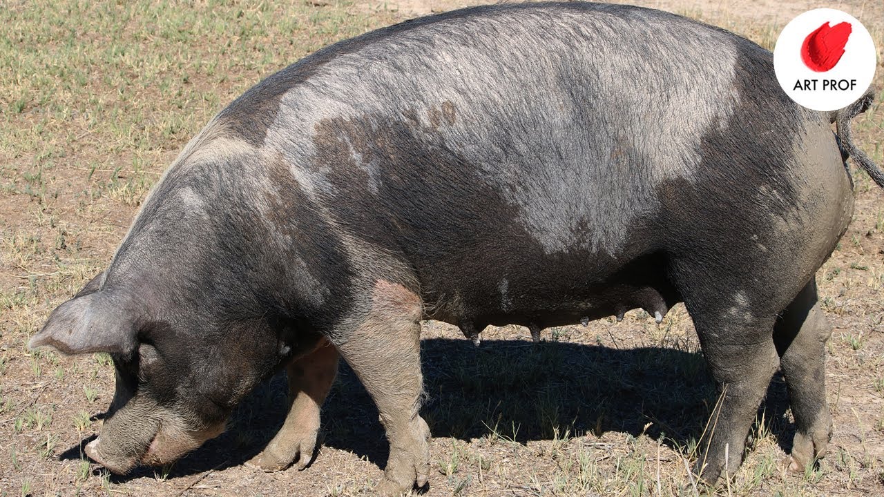 Daily Timed Drawing Practice: Photo References of Pigs, 10 min. Poses ...